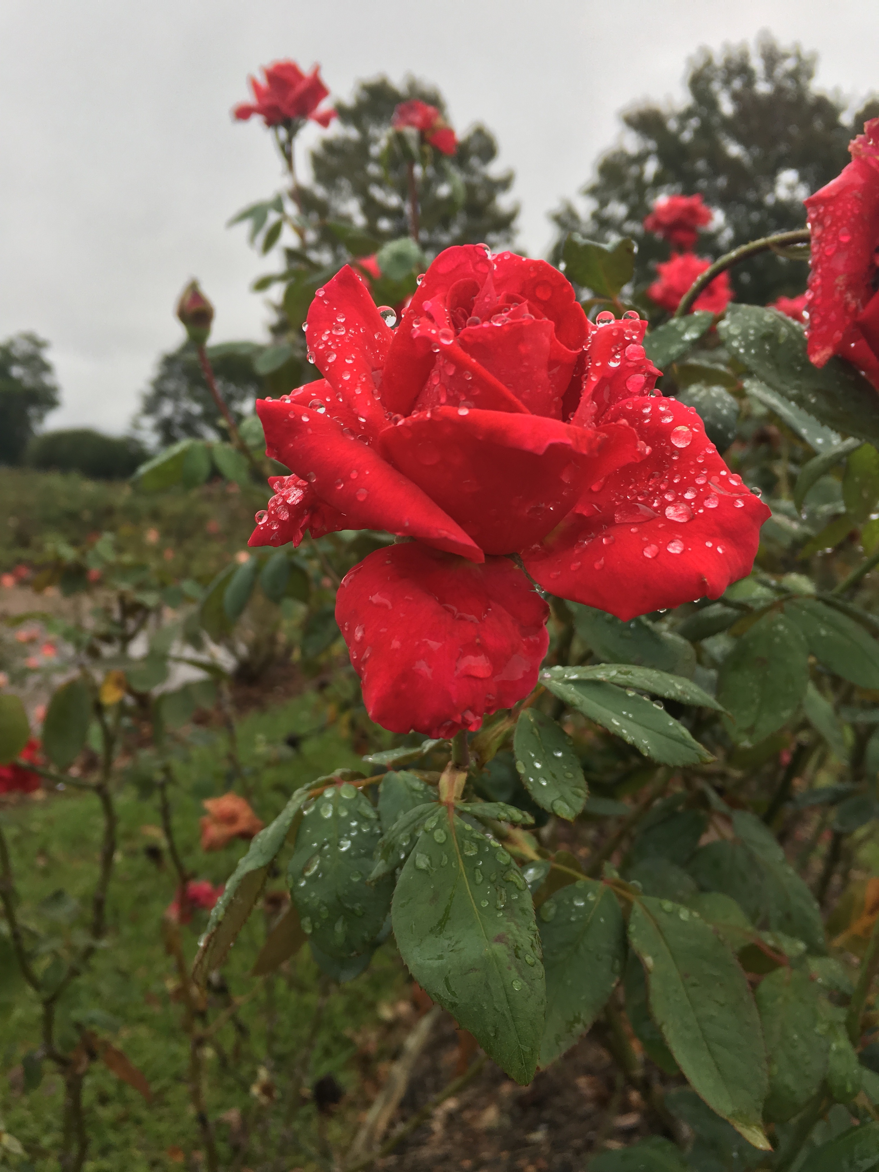 TYLER ROSE FESTIVAL ~SO MUCH MORE THAN ROSES! | islandwidow